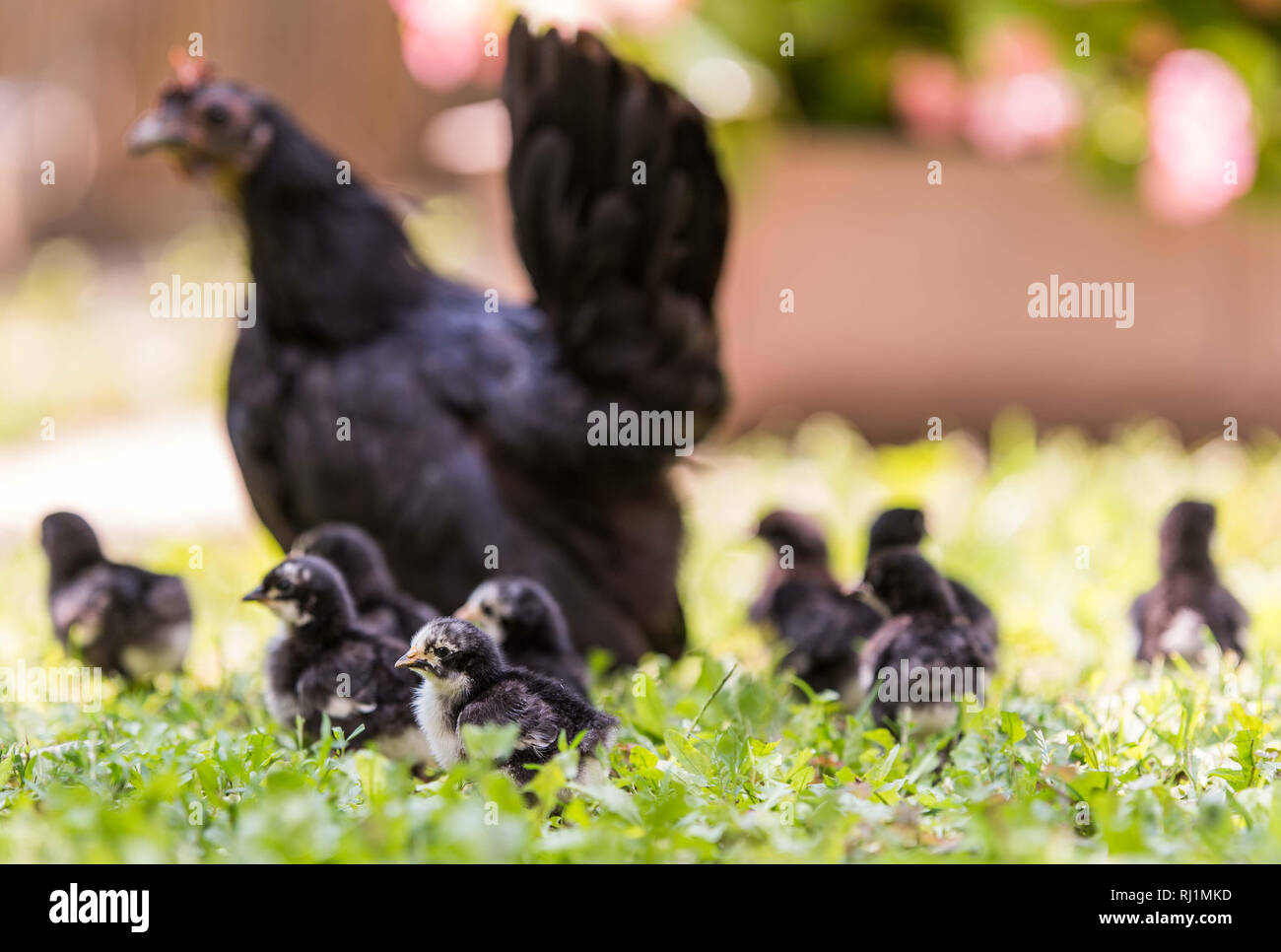 Hen with baby chickens Stock Photo - Alamy