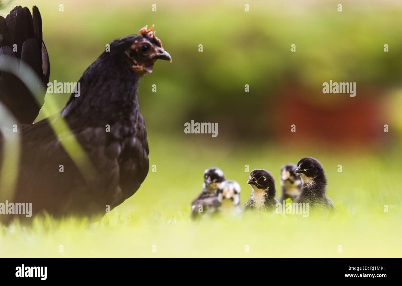 Hen with baby chickens Stock Photo - Alamy