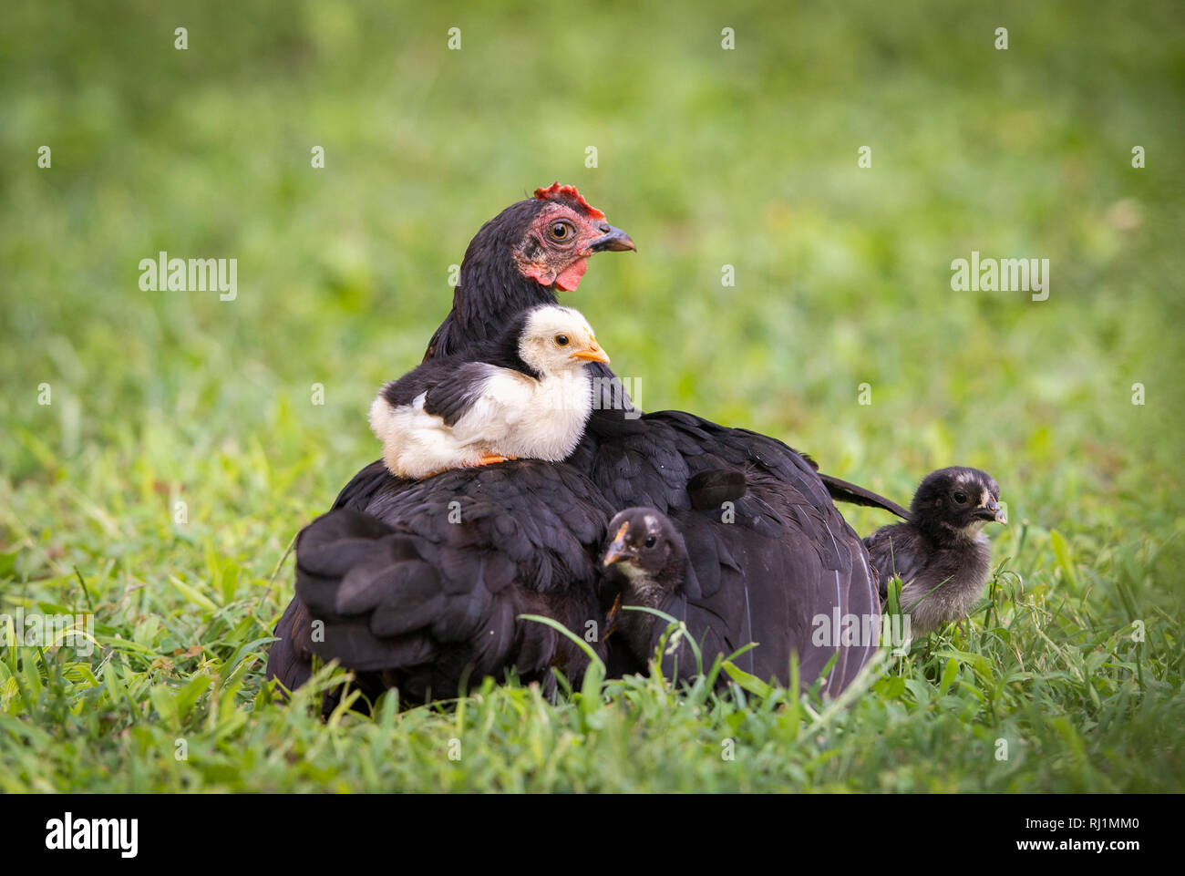 Hen with baby chickens Stock Photo - Alamy