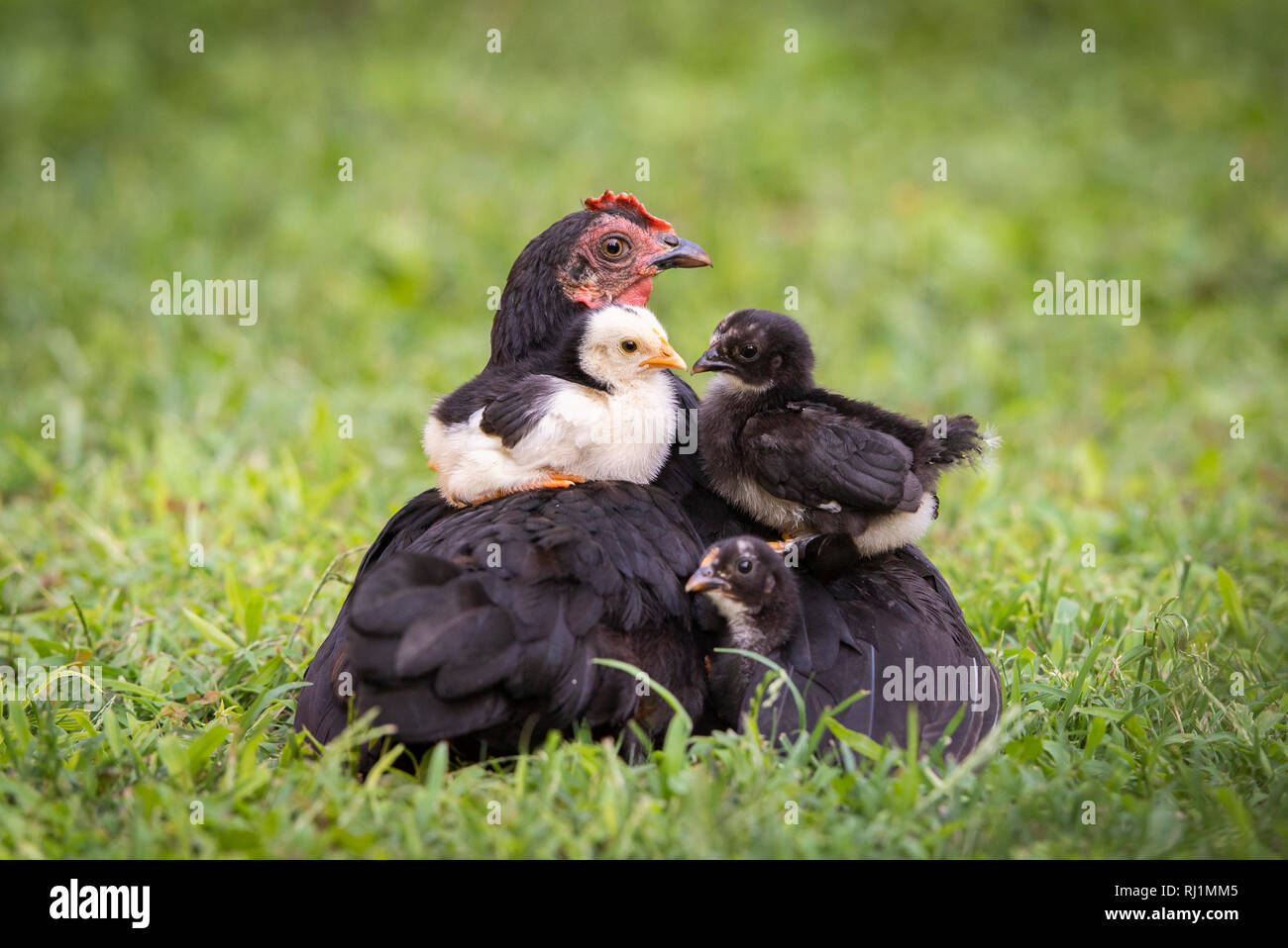 Hen with baby chickens Stock Photo - Alamy