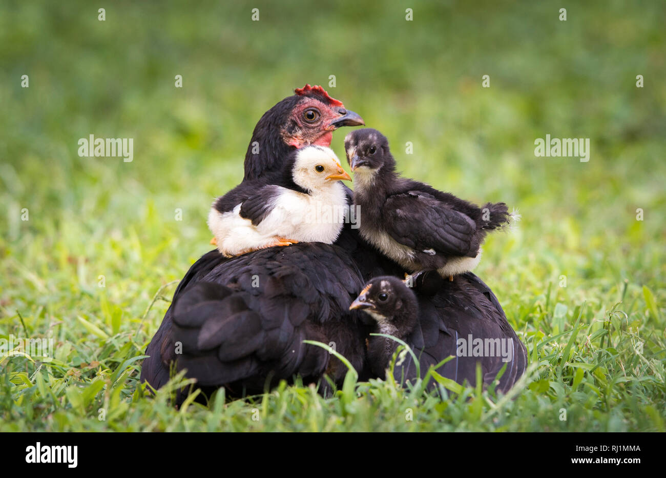 Hen with baby chickens Stock Photo - Alamy