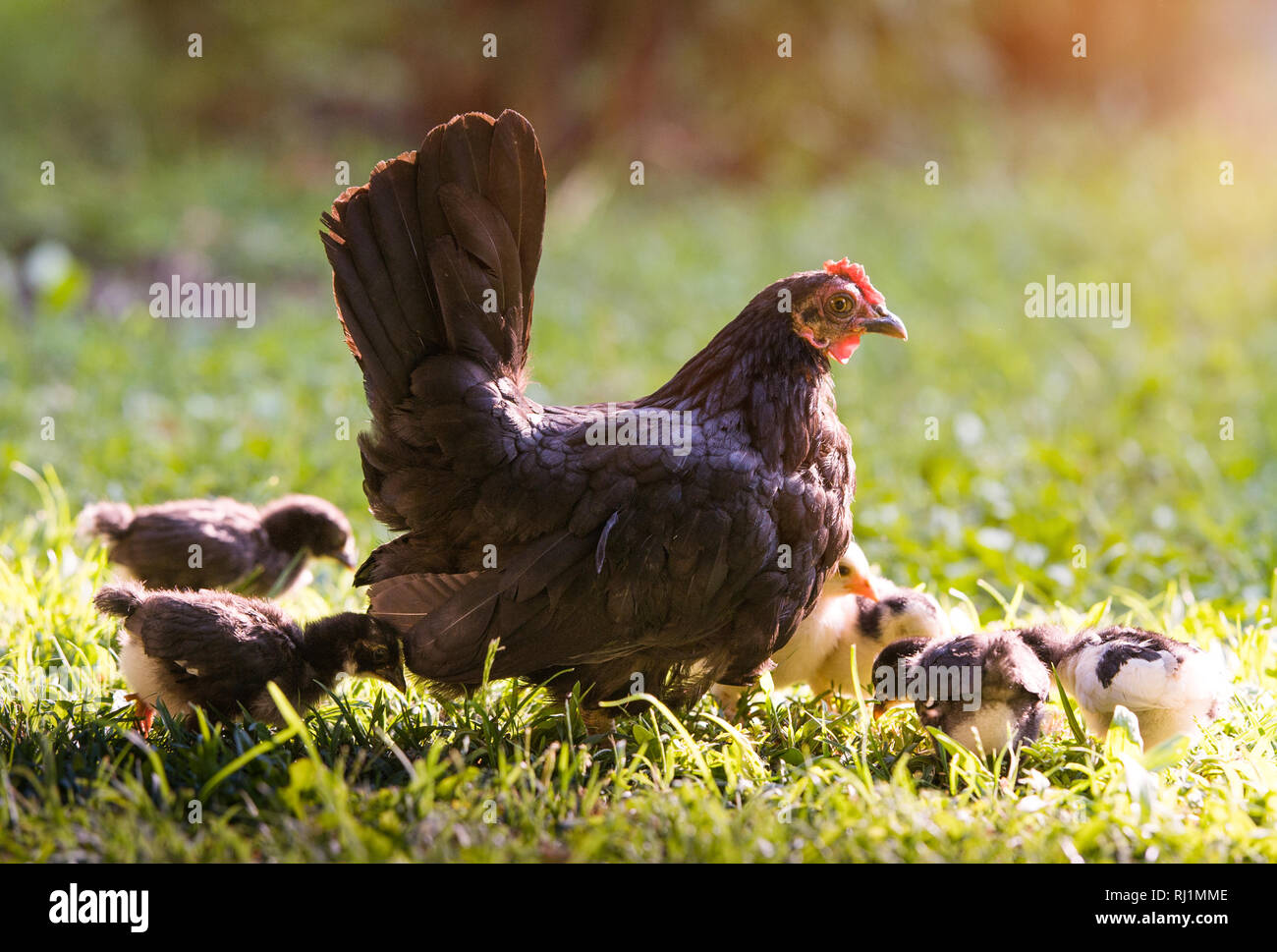 Hen with baby chickens Stock Photo - Alamy