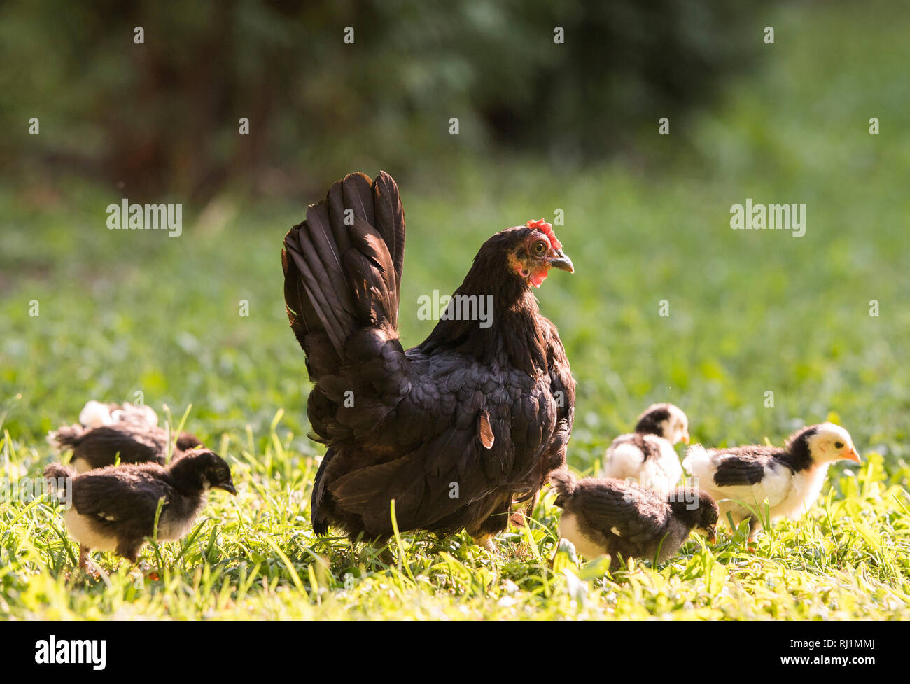 Hen with baby chickens Stock Photo - Alamy