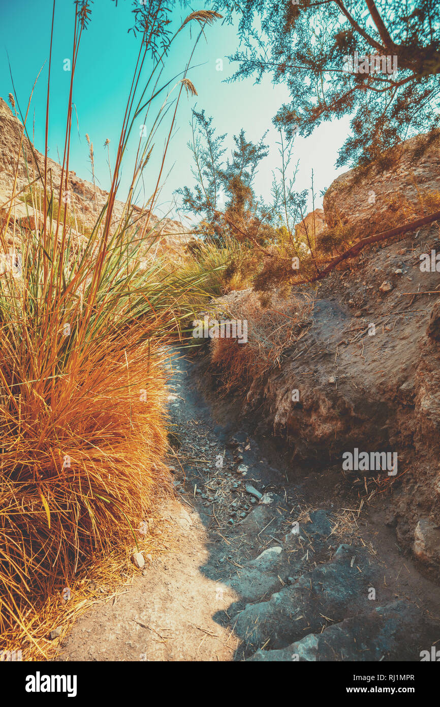 Oasis in desert, Ein Gedi nature reserve. Israel Stock Photo - Alamy
