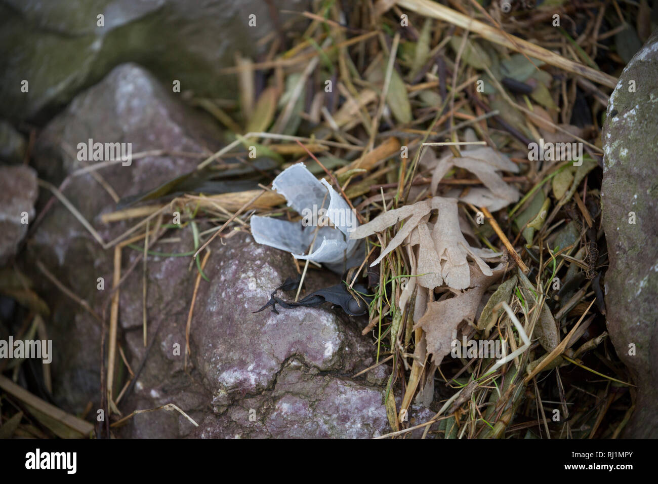 Plastic shotgun wads hi-res stock photography and images - Alamy