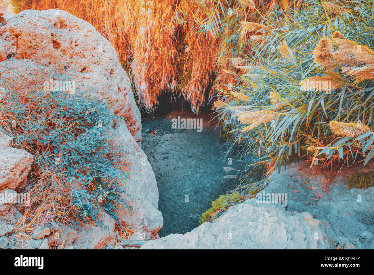 Oasis in desert. Ein Gedi nature reserve. Israel Stock Photo - Alamy
