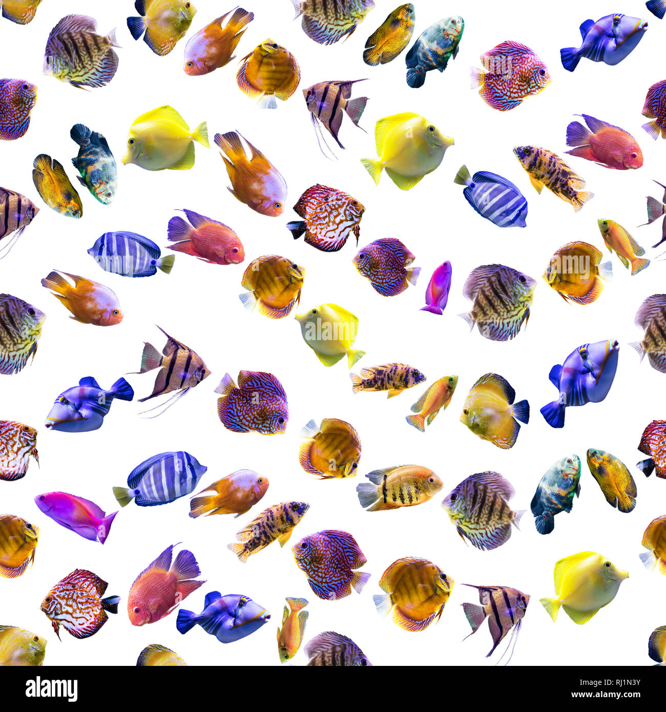 Wavy seamless pattern. Multi-colored fishes on a white background. Site ...