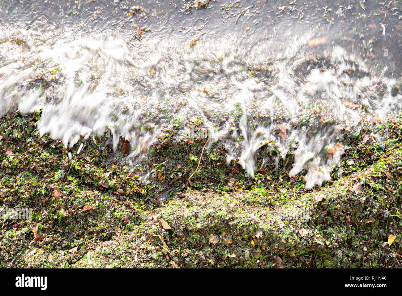 Algae on the beach hi-res stock photography and images - Alamy