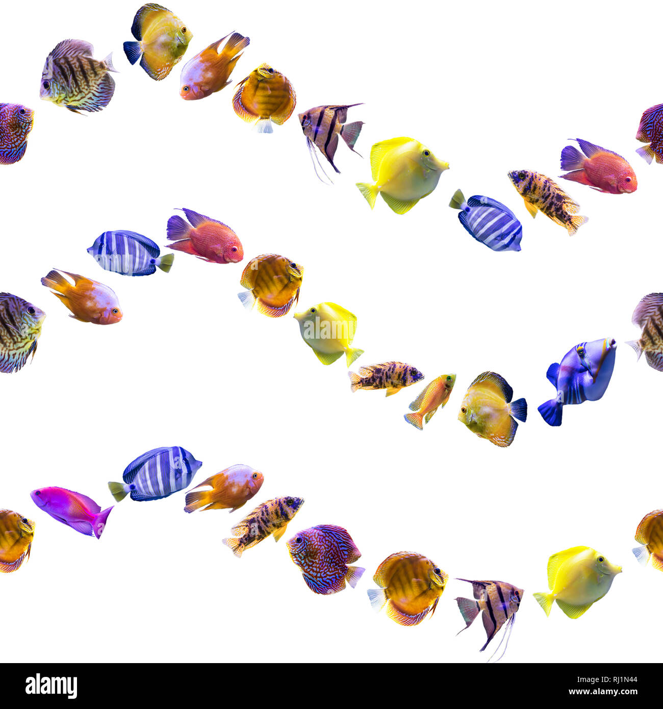 Wavy seamless pattern. Multi-colored fishes on a white background. Site ...