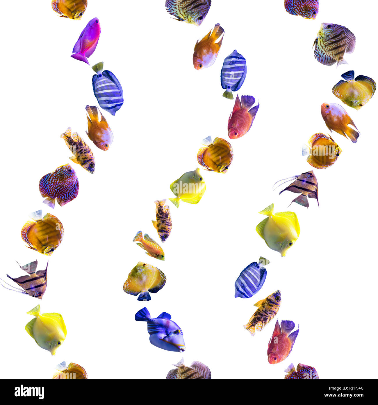 Wavy seamless pattern. Multi-colored fishes on a white background. Site ...