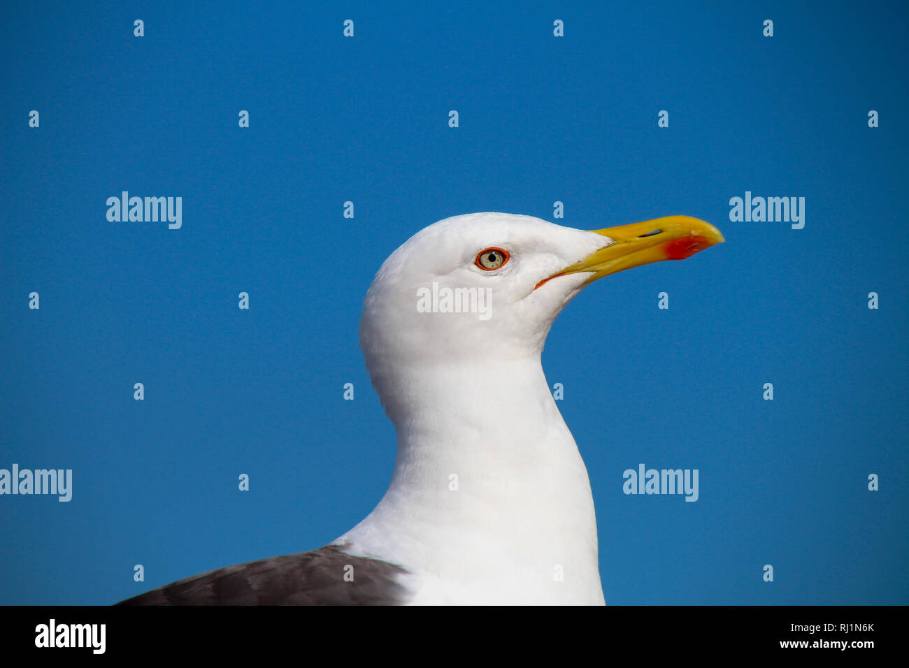 Side view of seagulls head hi-res stock photography and images - Alamy