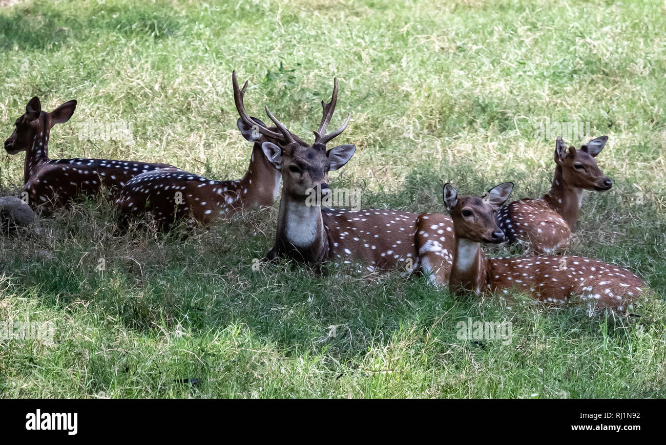 Deer in abu dhabi hi-res stock photography and images - Alamy