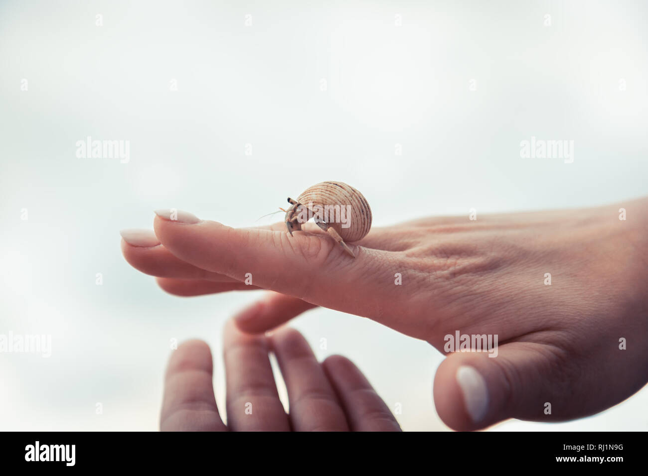 Hand holding carefully sea turtle in turtle farm nursery concept help ...