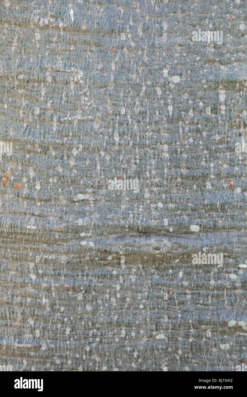 Texture Background African baobab Tree or Monkey bread Stock Photo - Alamy