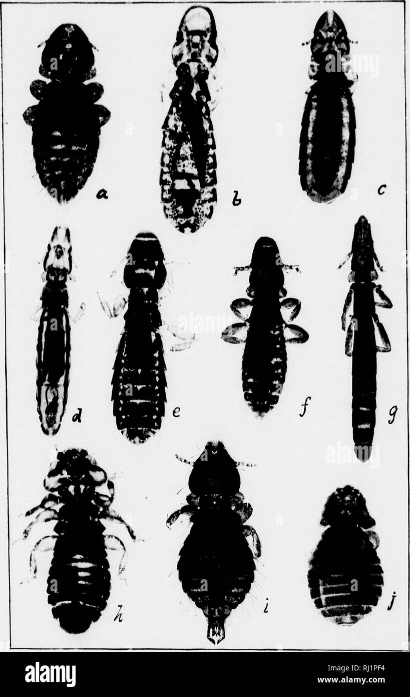 Insectes nuisibles kellogg hi-res stock photography and images - Alamy