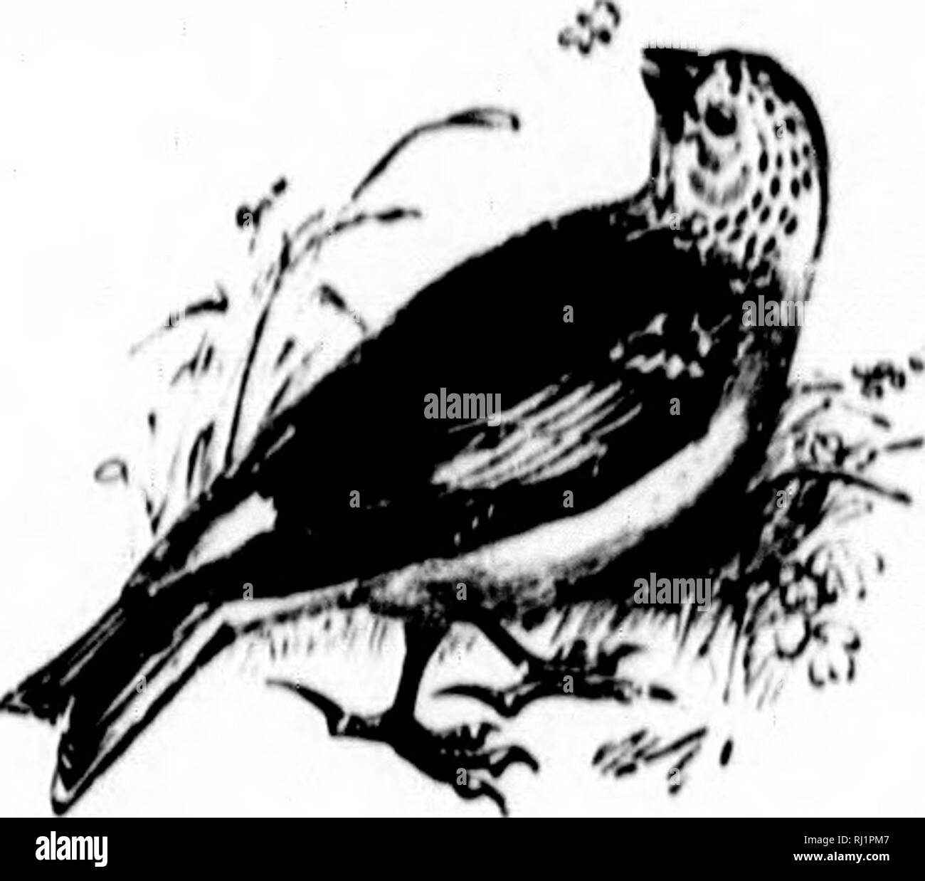 Polar Express Clip Art Black And White