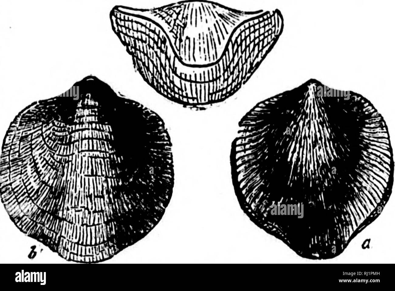 Tooth sockets Black and White Stock Photos & Images - Alamy