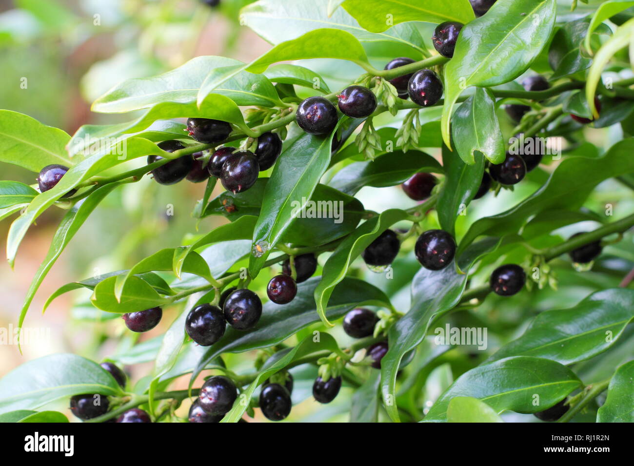 Sarcococca confusa sweet box hi-res stock photography and images - Alamy