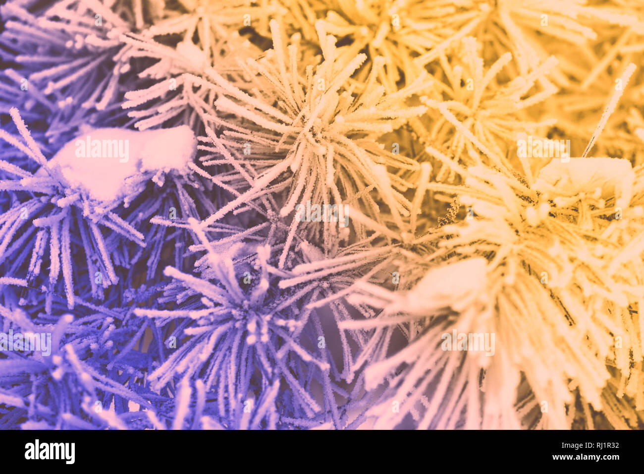 Pine branches covered with rime. Natural winter background. Winter ...