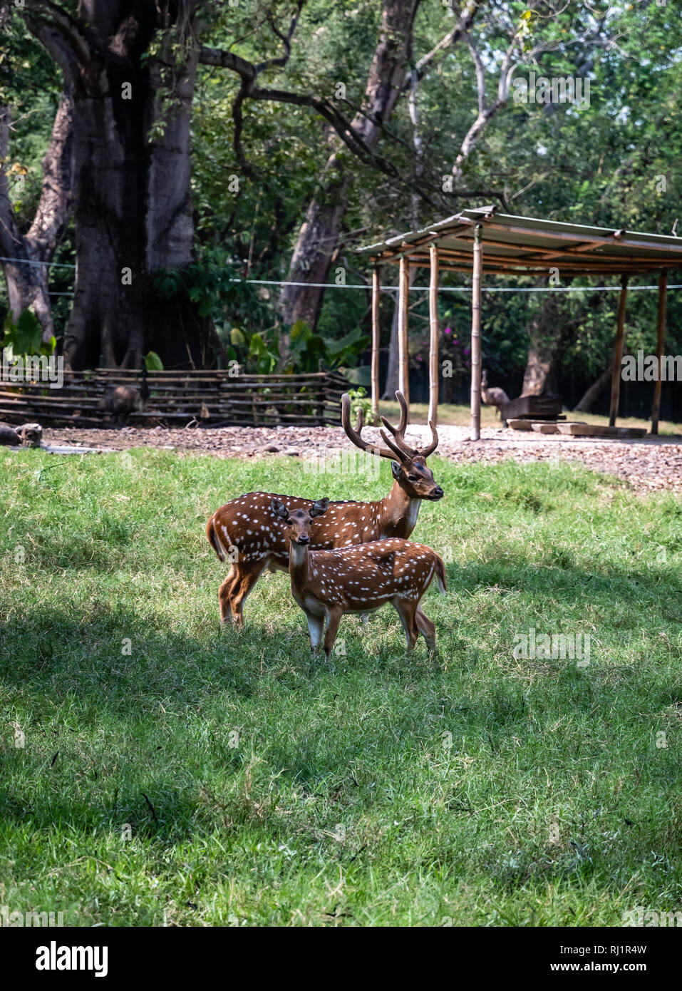 Deer uae hi-res stock photography and images - Alamy