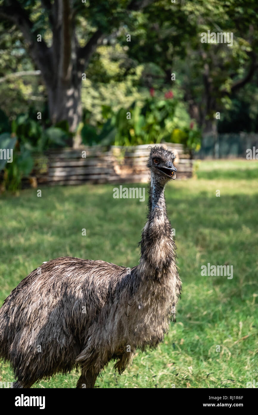 Smiling emu hi-res stock photography and images - Alamy
