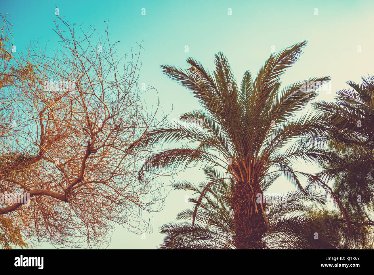 Tropical palm trees against a sunset sky. Silhouette of tall palm trees ...