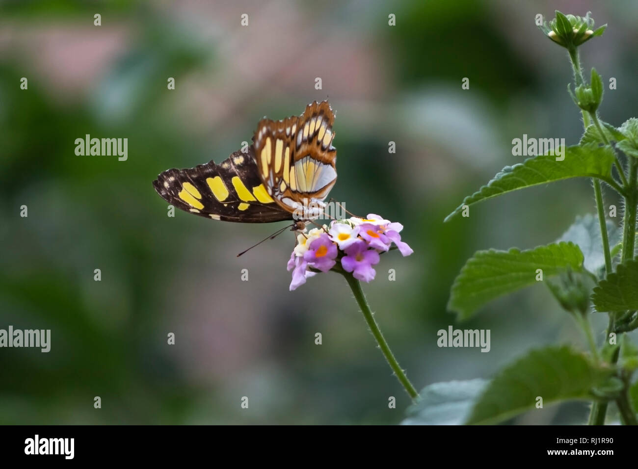 Yellow butterfly flying uk hi-res stock photography and images - Alamy