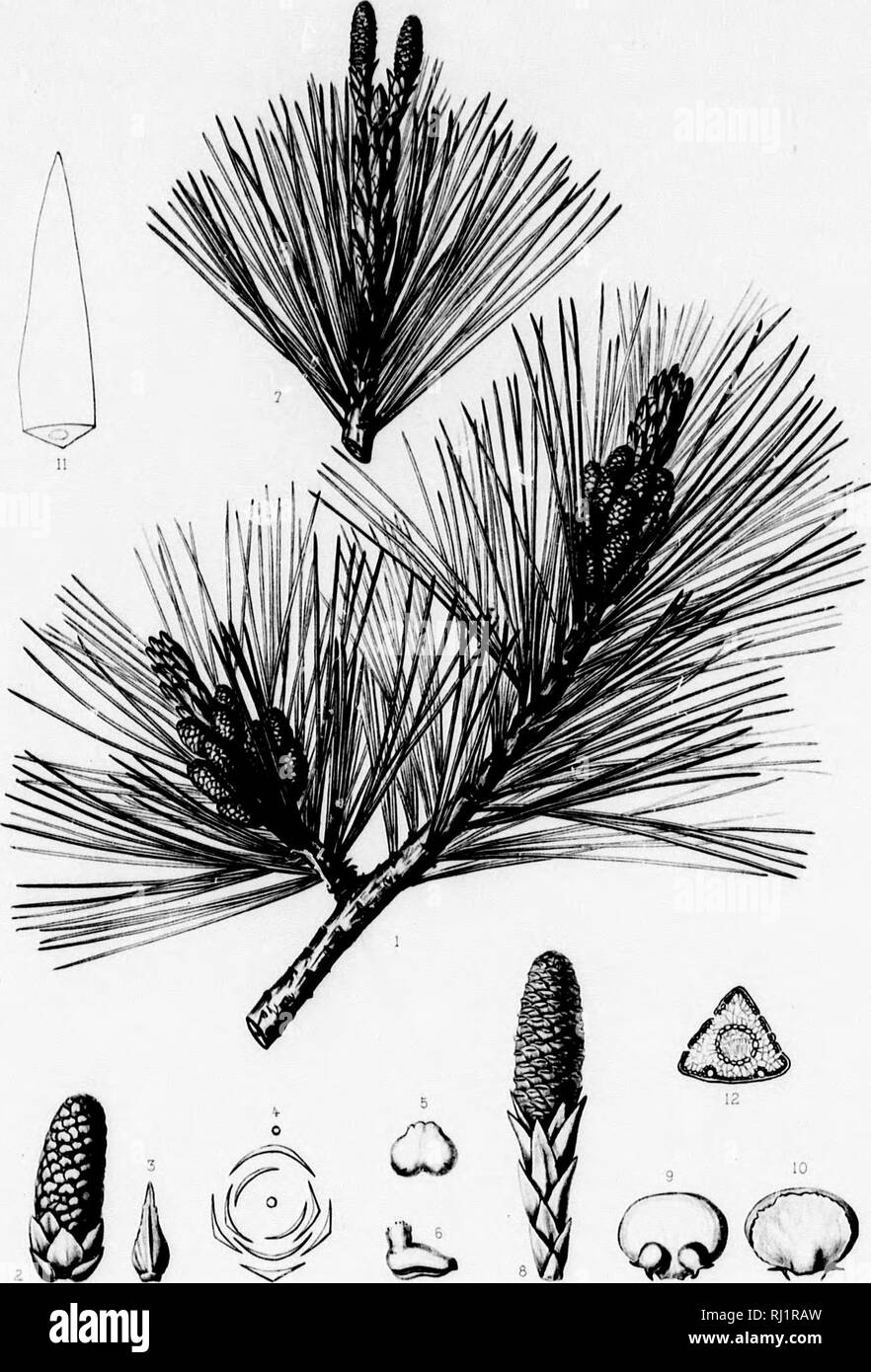 . The silva of North America [microform] : a description of the tree ...