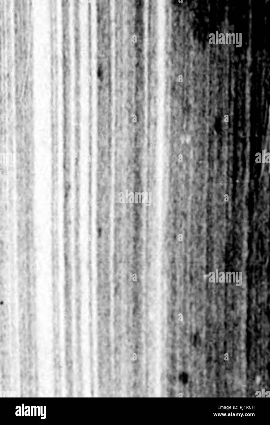 Cuckow hi-res stock photography and images - Alamy