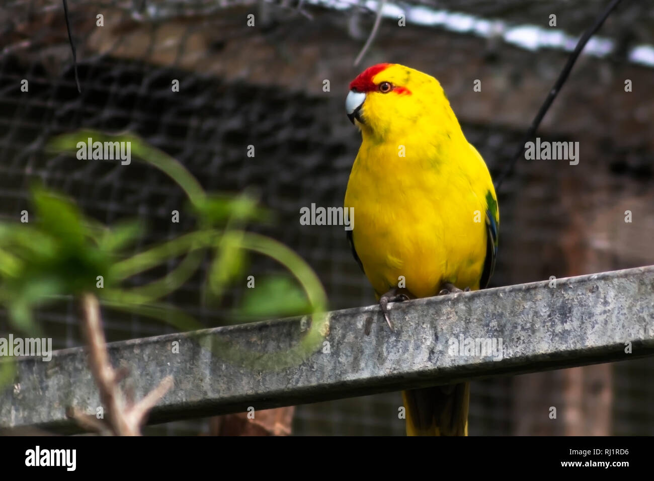 Red yellow parakeet hi-res stock photography and images - Alamy