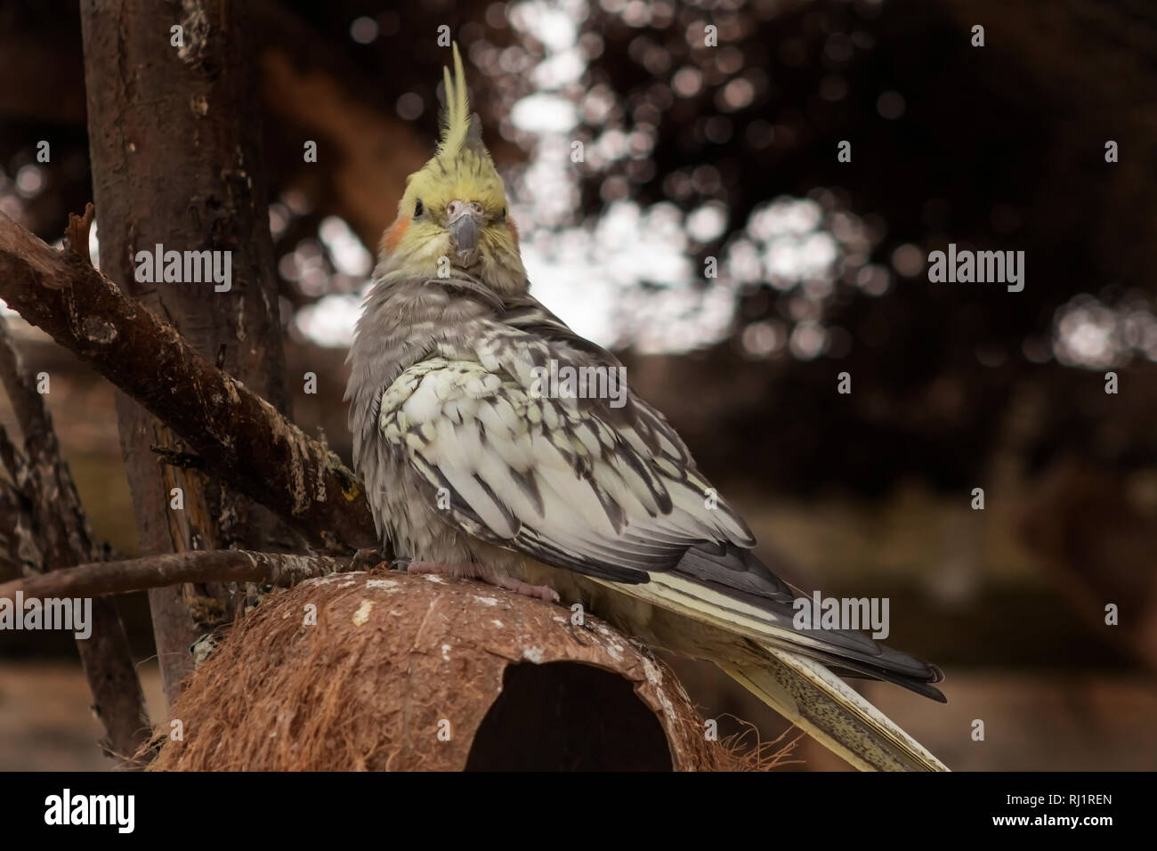 Single Cockatiel bird Stock Photo - Alamy