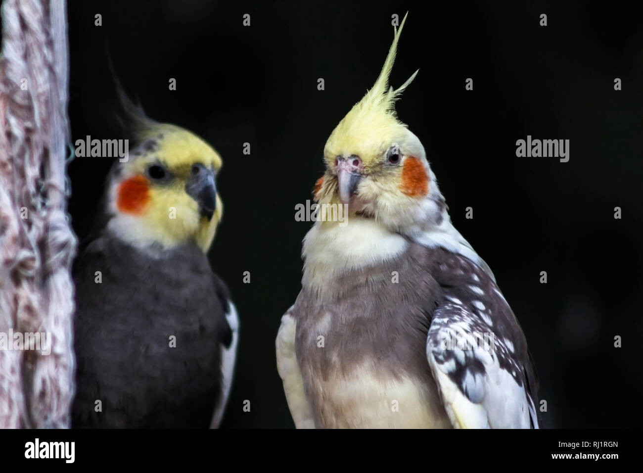Male cockatiel hi-res stock photography and images - Alamy