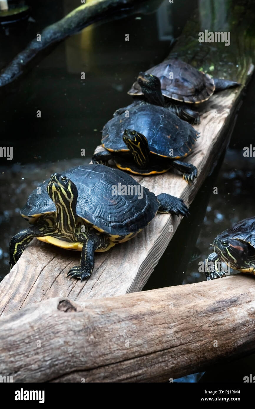 Red eared terrapin terrapins hi-res stock photography and images - Alamy