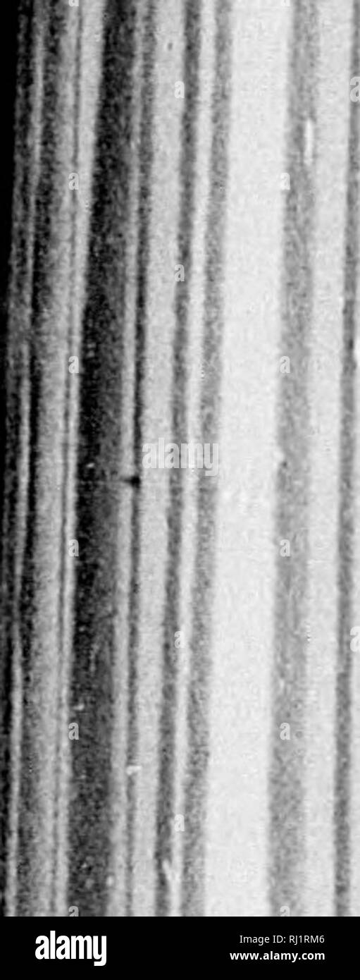 . The silva of North America [microform] : a description of the tree ...