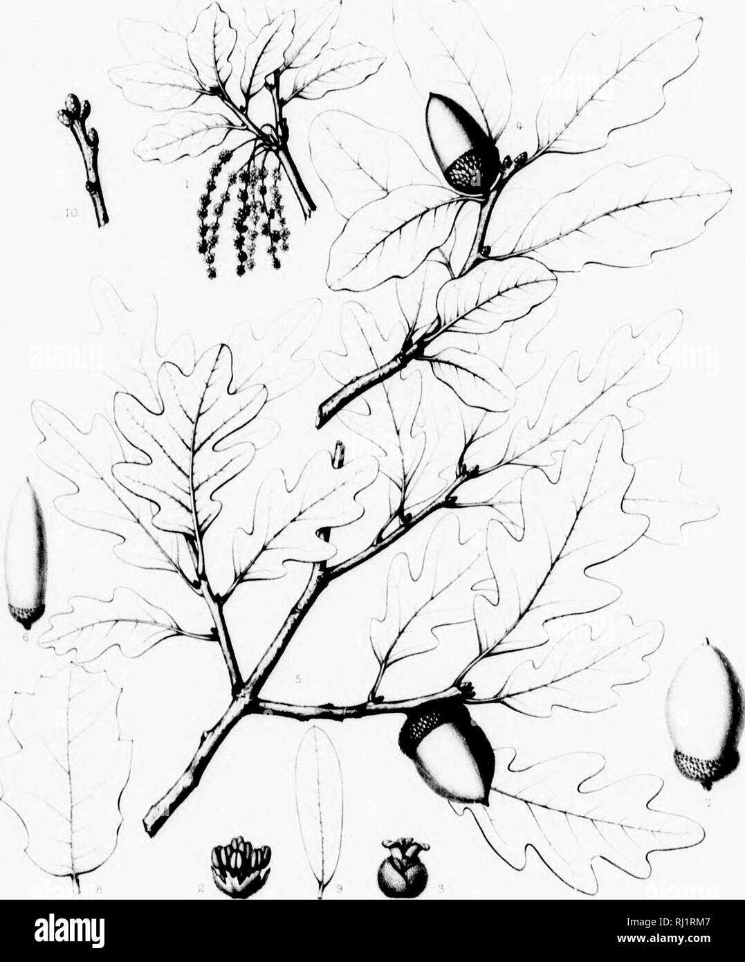 . The silva of North America [microform] : a description of the tree ...