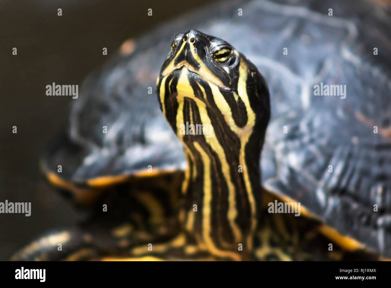 Turtle upper shell hi-res stock photography and images - Alamy
