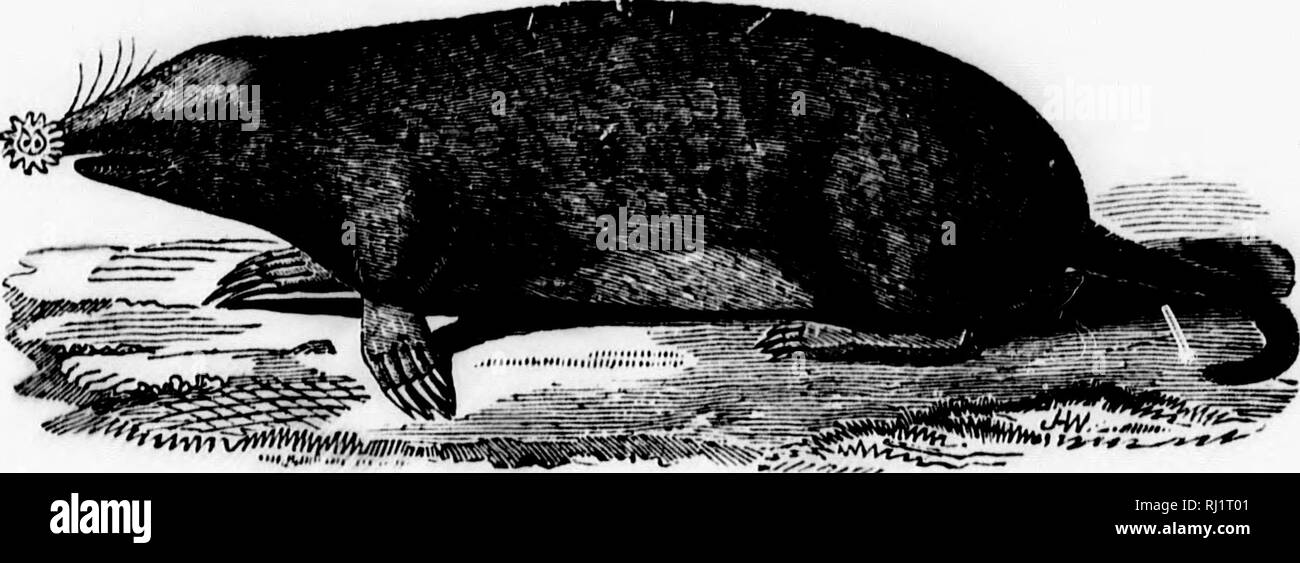 Canadian moles hi-res stock photography and images - Alamy