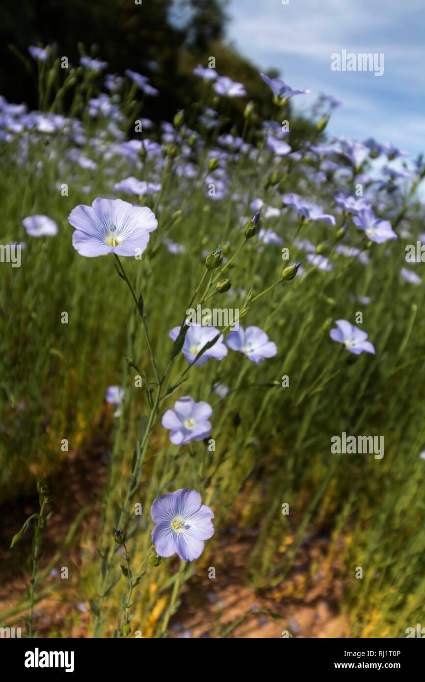 Small blue common flax flowers growing in a field Stock Photo - Alamy
