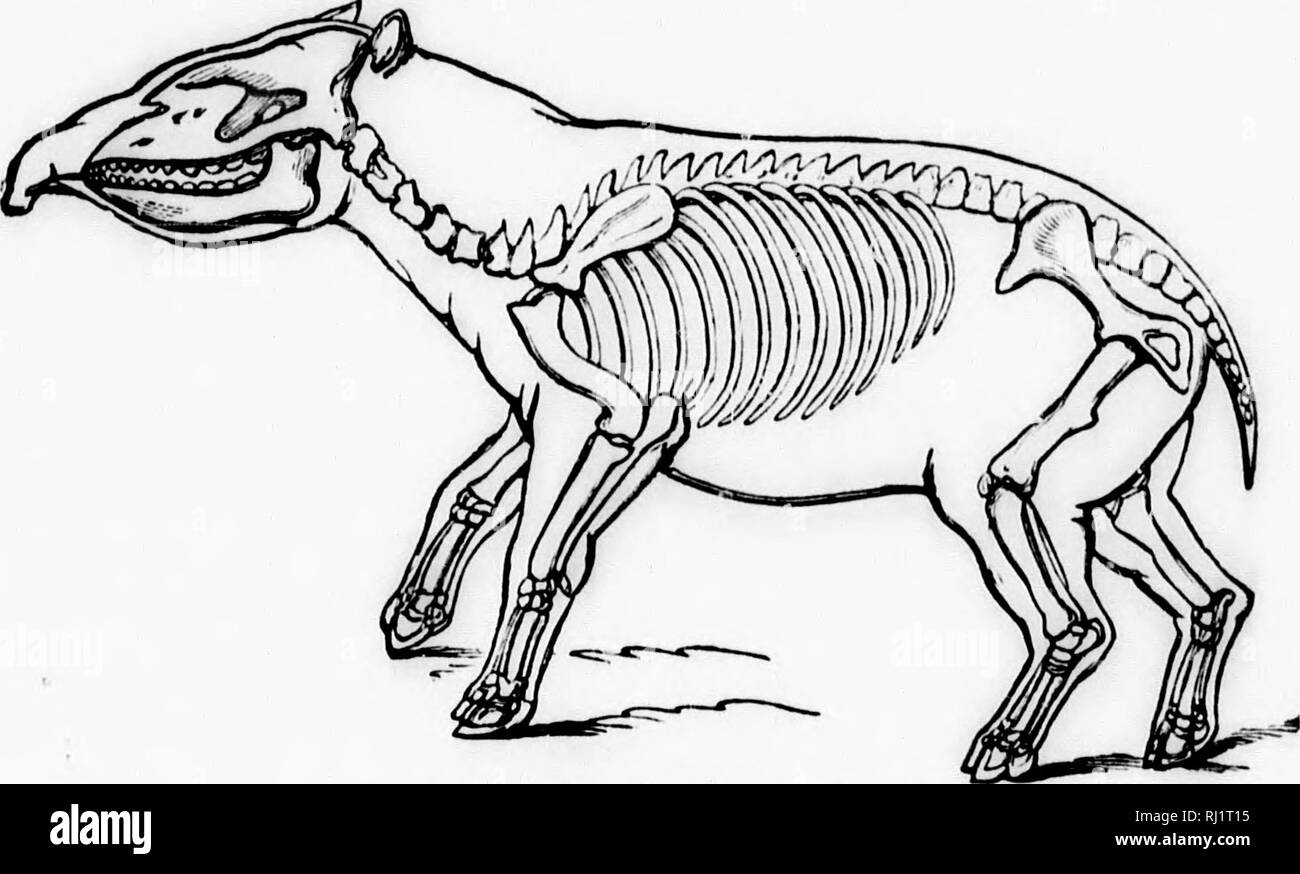 . Handbook of zoology with examples from Canadian species, recent and ...