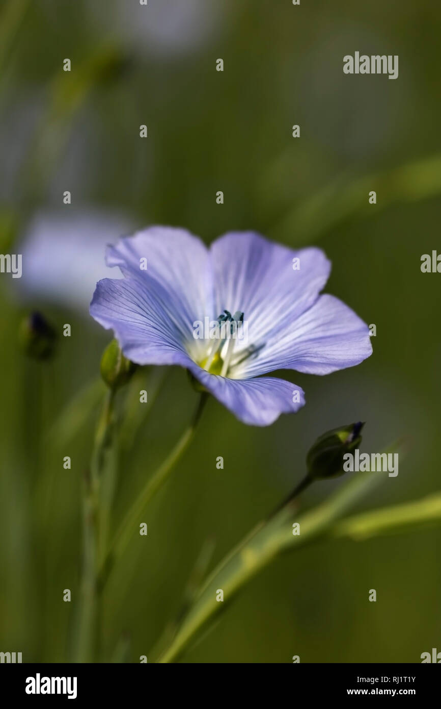 Small blue common flax flowers growing in a field Stock Photo - Alamy