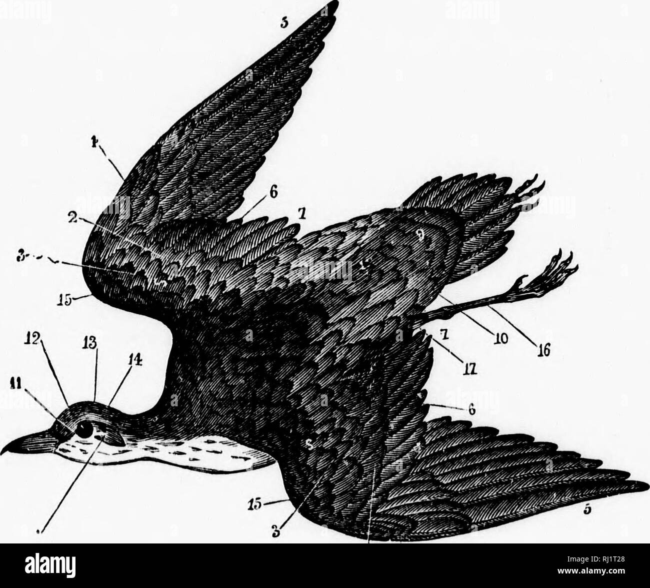 Alula Black and White Stock Photos & Images - Alamy