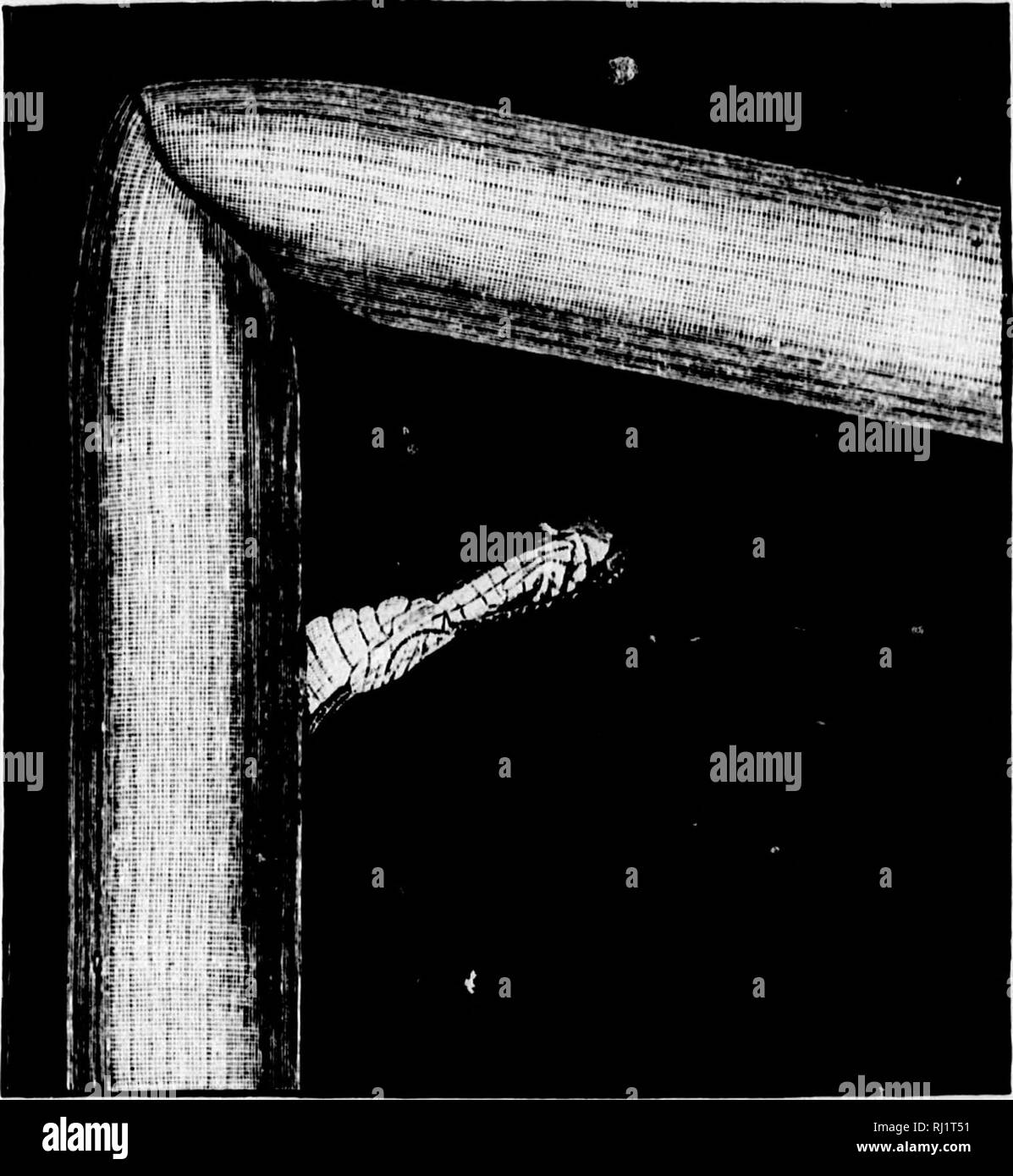 Empty pupa case hi-res stock photography and images - Alamy
