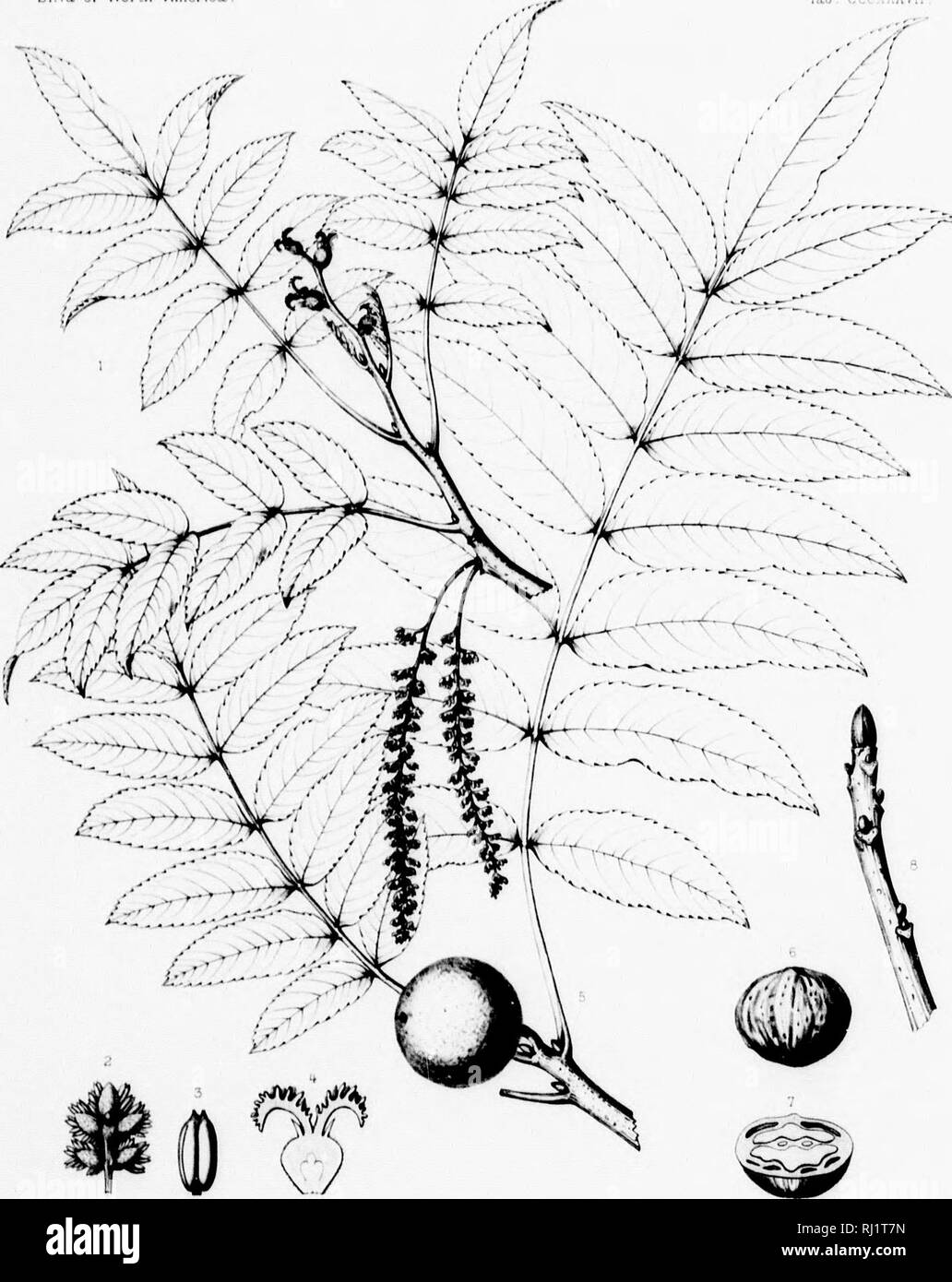 Bilva tree hi-res stock photography and images - Alamy