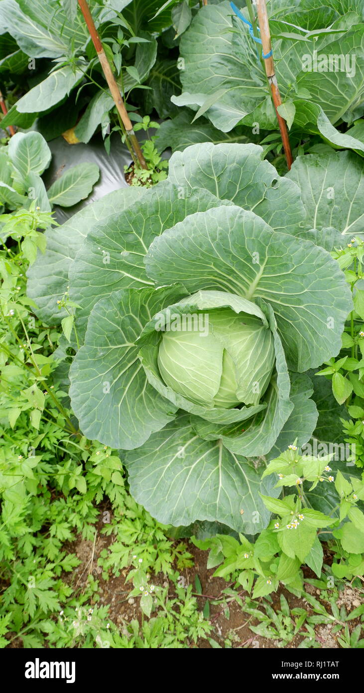 green and fresh cabbage vegetables Stock Photo - Alamy