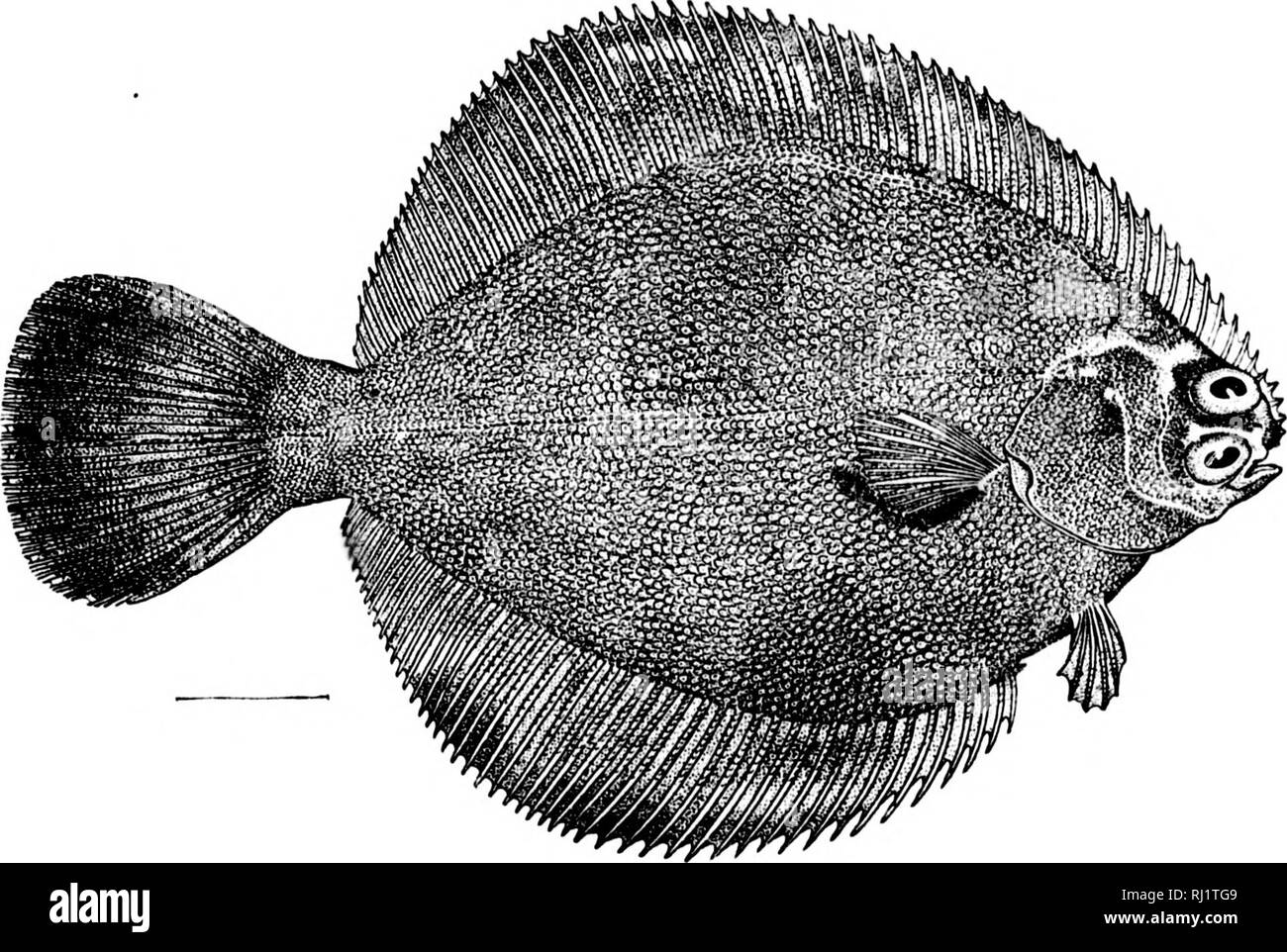. The fishes of North and Middle America [microform] : a descriptive ...