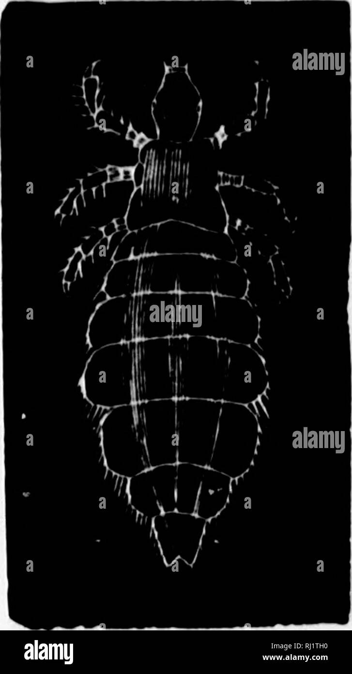 Pediculus species Black and White Stock Photos & Images - Alamy