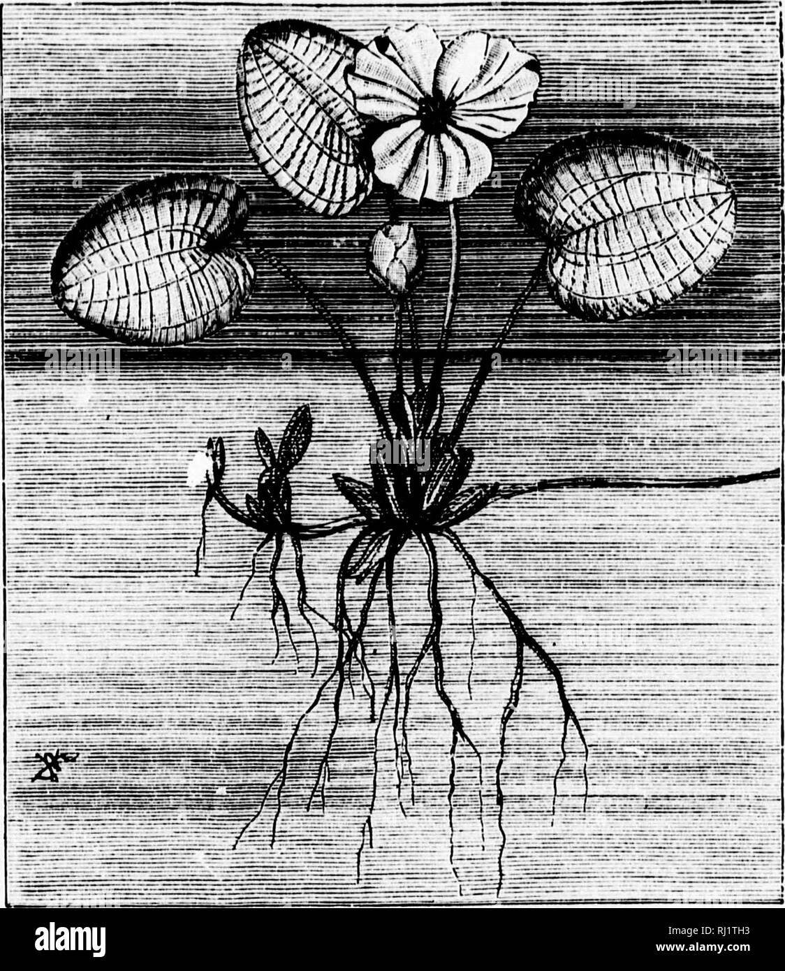 Why do we need insects hi-res stock photography and images - Alamy