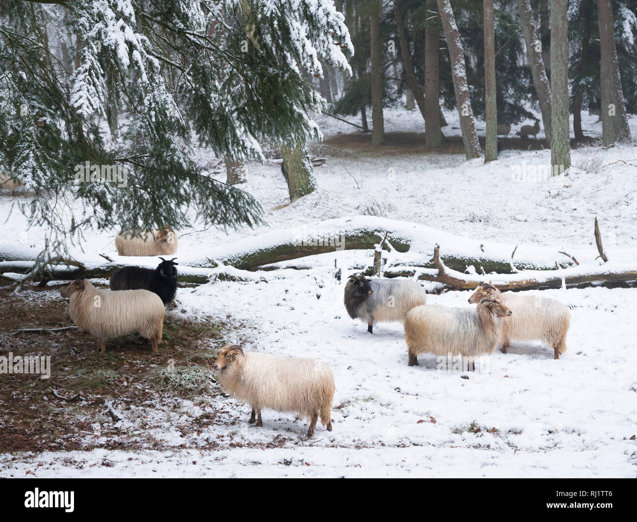 flock of sheep in snow between trees of winter forest near utrecht and ...