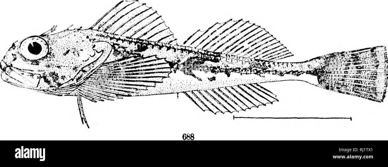 . The fishes of North and Middle America [microform] : a descriptive ...