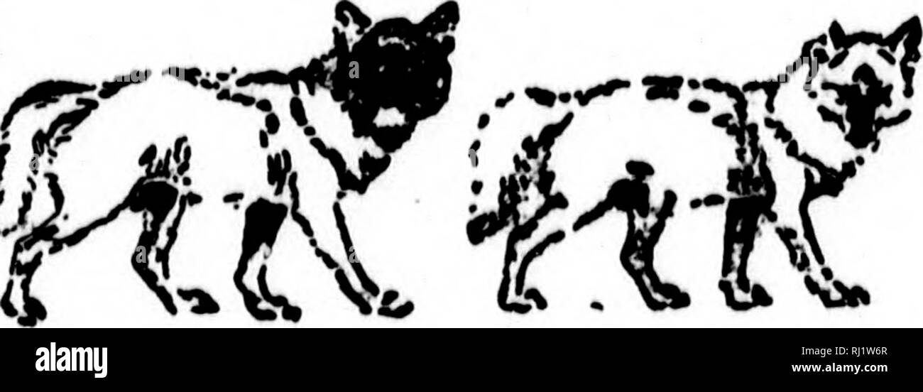 . Wild animals I have known and 200 drawings [microform]. Animal ...